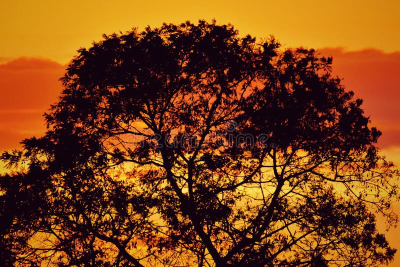 Sunset with Tree Silhouette Stock Photo - Image of silhouette, outdoors ...