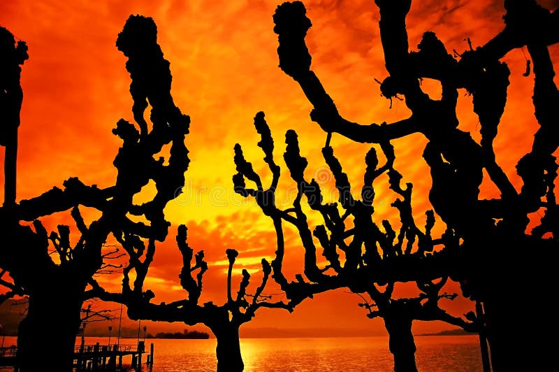 Tree Silhouette at Sunset, Trees Stock Photo - Image of lake, trees ...
