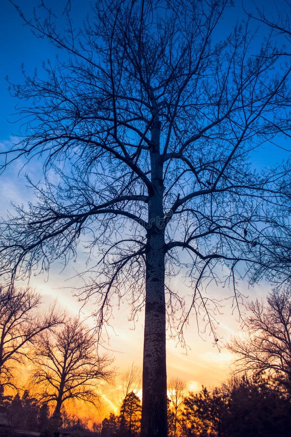 Tree silhouette at sunset stock photo. Image of bright - 48846016