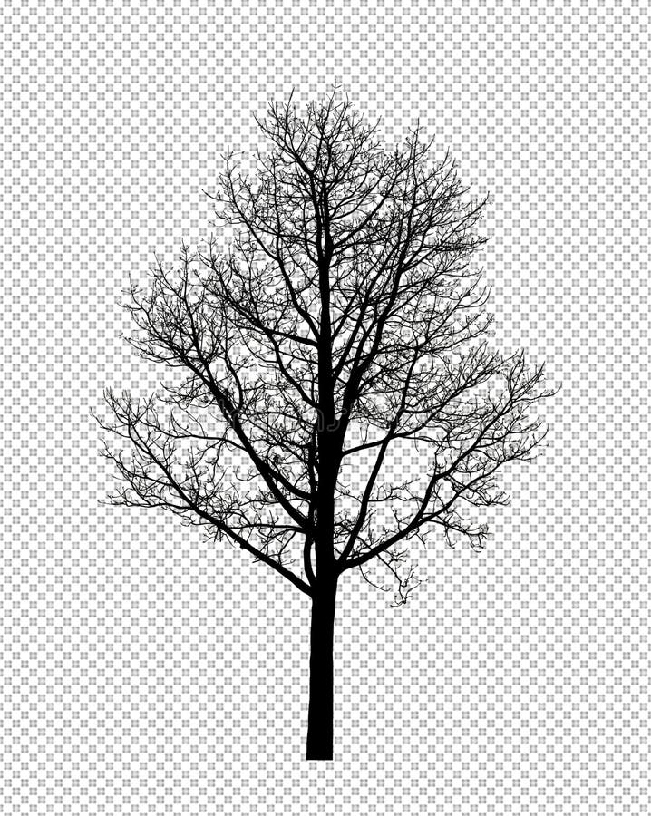 Alpha Transparent Trees Stock Illustrations – 314 Alpha Transparent ...