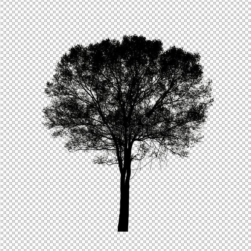 Alpha Transparent Trees Stock Illustrations – 236 Alpha Transparent ...