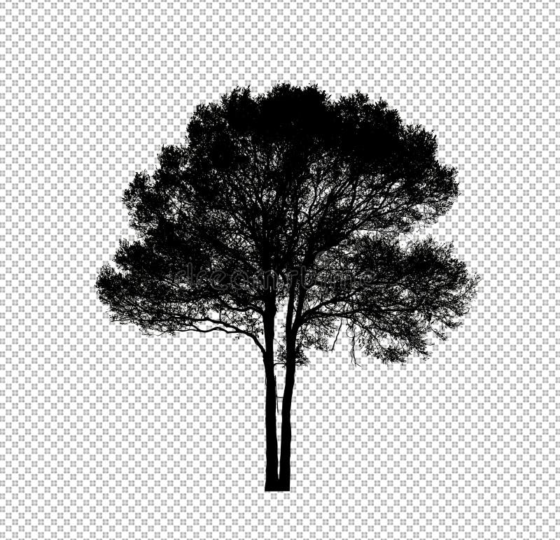Alpha Transparent Trees Stock Illustrations – 275 Alpha Transparent ...