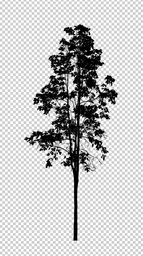 Alpha Transparent Trees Stock Illustrations – 276 Alpha Transparent ...