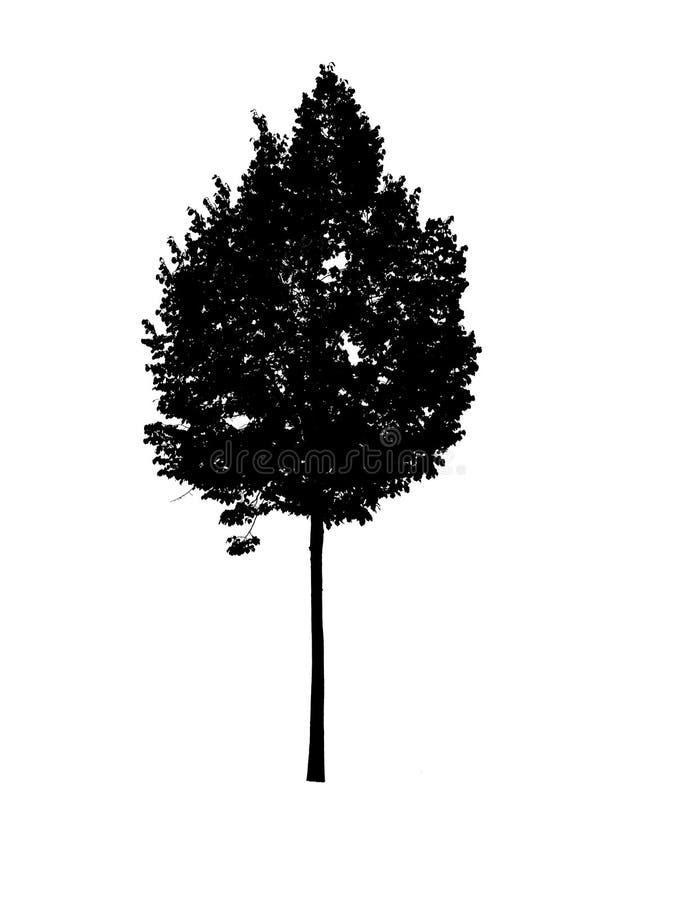 Tree Silhouette stock photo. Image of icon, logo, conifer - 99318898