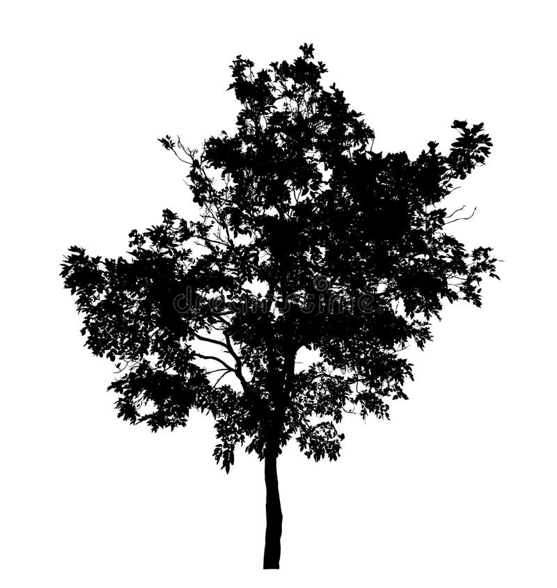 Tree Silhouette on White Background with Clipping Path and Alpha ...