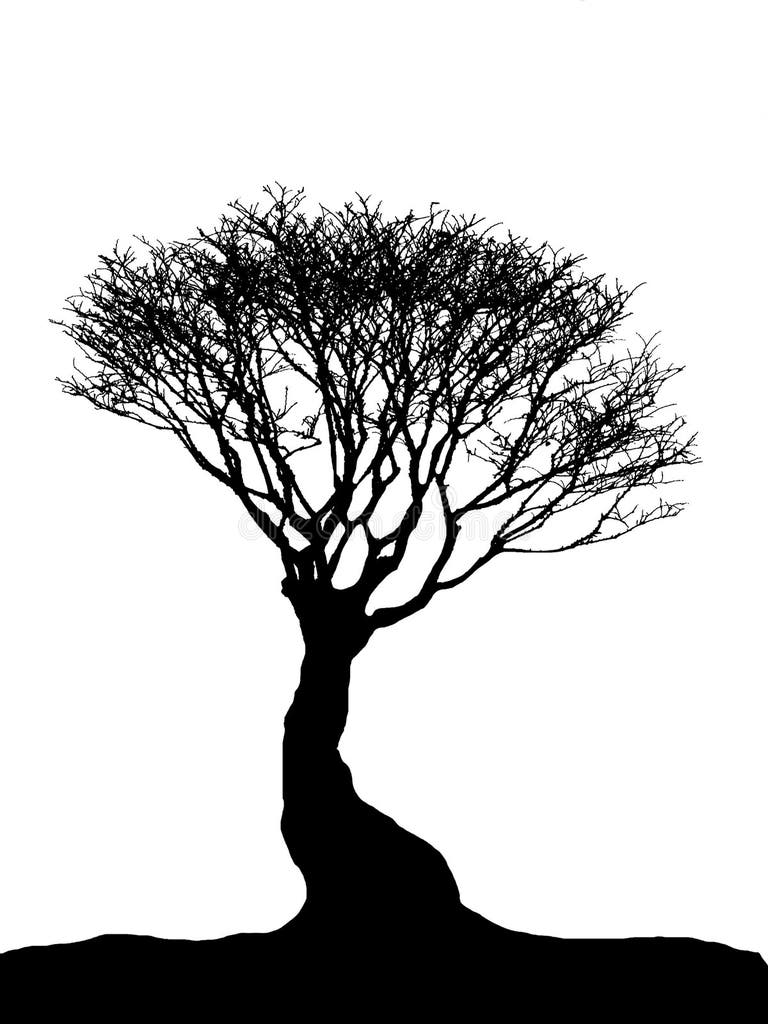 Pine Sapling Tree Stock Illustrations – 1,524 Pine Sapling Tree Stock ...