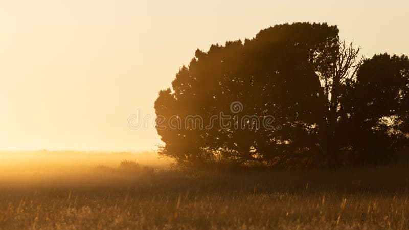 Tree Silhouetted on a Dusty Sunset Stock Photo - Image of field, earth ...