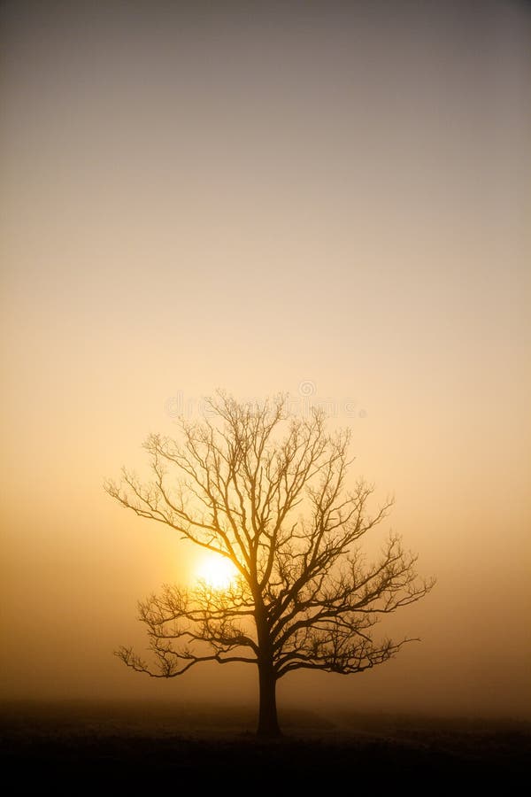 Tree Silhouettes in the Cold Mist of Winter. Stock Image - Image of ...