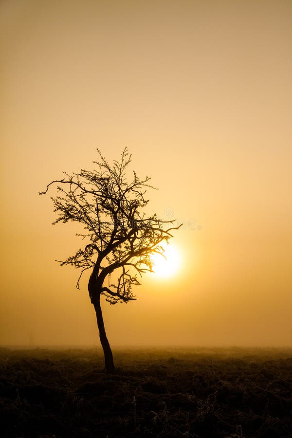 Tree Silhouettes in the Cold Mist of Winter Stock Image - Image of ...
