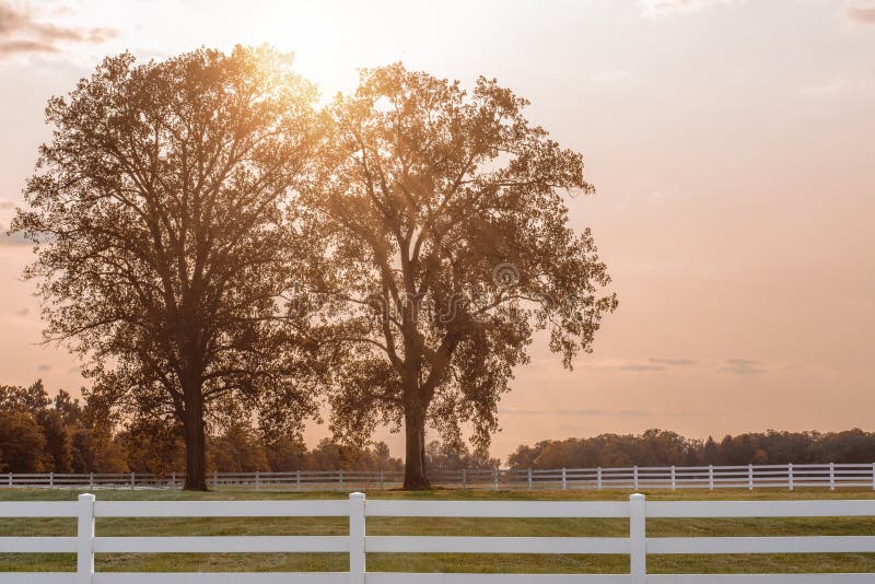 Tree Silhouettes on Farm at Dusk Stock Photo - Image of autumn ...
