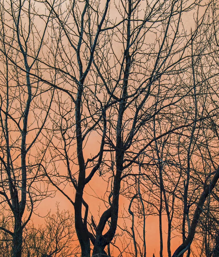 Tree silhouettes at sunset stock photo. Image of tree - 209721114