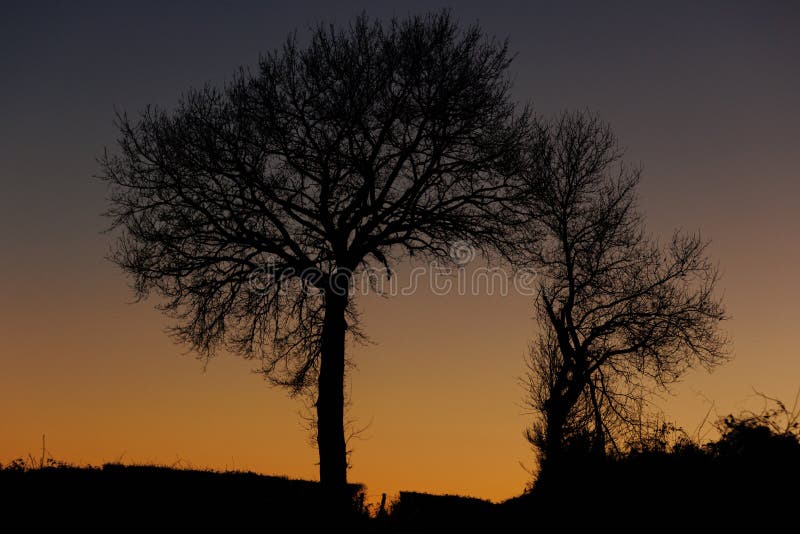 Tree silhouettes at sunset stock image. Image of horizon - 240990353
