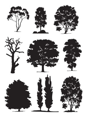 Ash Tree Leaf Outline Stock Illustrations – 919 Ash Tree Leaf Outline ...