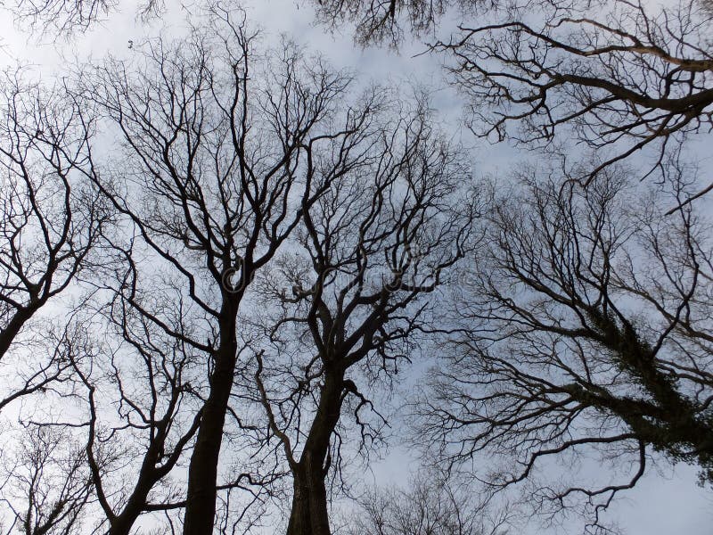 Trees in winter stock photo. Image of nature, bare, silhouette - 237009248