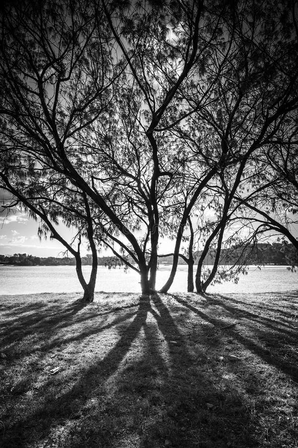 Tree silhoutte and shadows stock image. Image of silhouette - 61349177