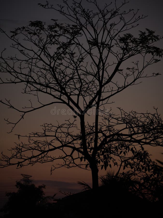 Silouette Grass Tree Stock Photos - Free & Royalty-Free Stock Photos ...