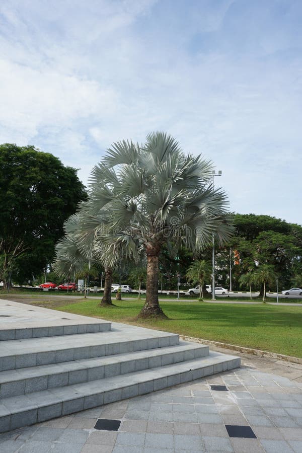 A Tree with a Silver Trunk is in a Park Stock Photo - Image of palm ...
