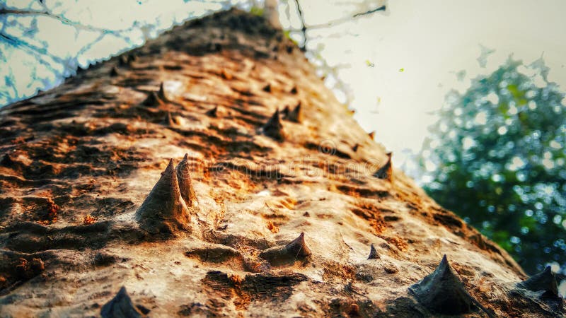 Tree of simal stock photo. Image of plant, tropical - 139154180