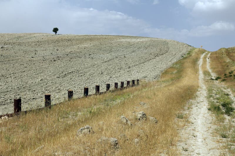 Tree stock image. Image of distance, single, nature - 246192923