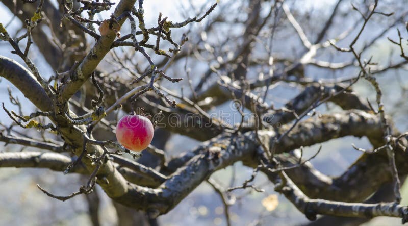 276,611 Single Fruit Stock Photos - Free & Royalty-Free Stock Photos ...