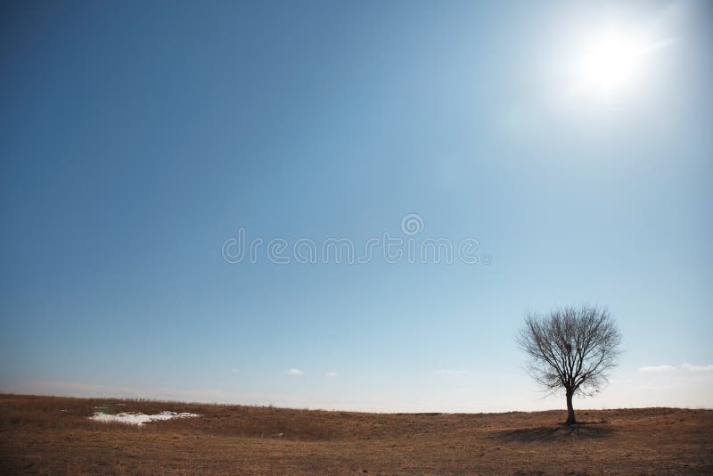 Single Tree in the Steppe Under the Sunlight Stock Photo - Image of ...