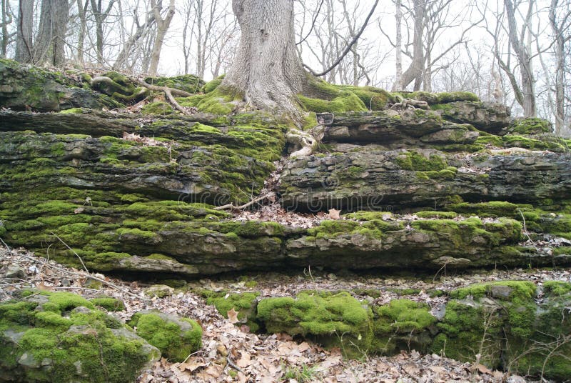 Strong and sturdy tree stock photo. Image of nutrients - 269599342