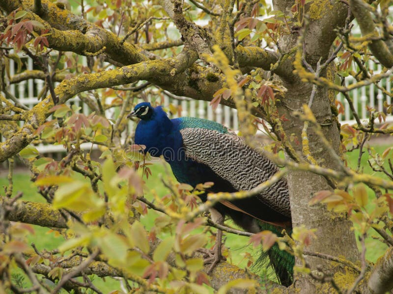 Peacock Sitting in Summer Tree Stock Photo - Image of sitting, colors ...