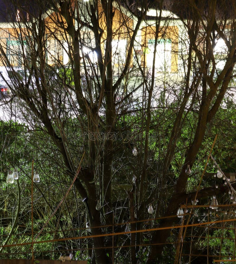 Tree Sitting on the River Bank of the Lea Stock Photo - Image of angle ...