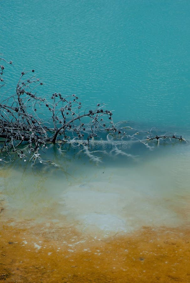 Tree Skeleton stock image. Image of orange, nature, outdoor - 26197763