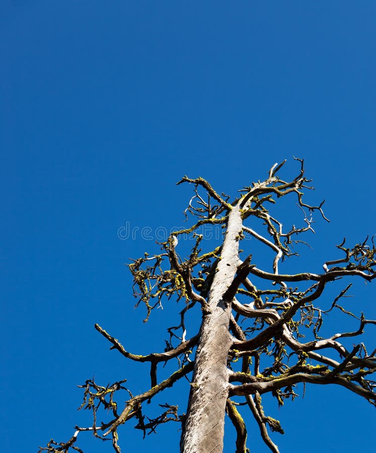Tree Skeleton stock photo. Image of sunshine, discover - 27243294