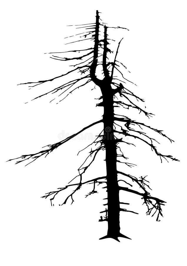 Tree skeleton stock vector. Illustration of isolated, concept - 2952739