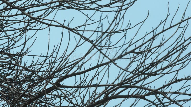 Zigzag Branches of Skeleton Tree Stock Photo - Image of forest, tree ...