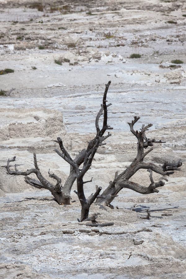 Tree Skeleton, stock image. Image of ground, montana - 50581181