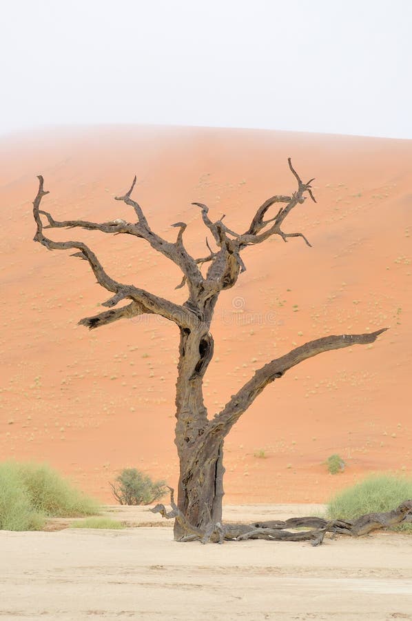 Tree skeleton stock image. Image of oasis, deadvlei, tranquil - 45117735
