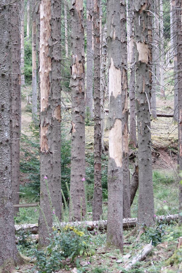Tree skeleton stock image. Image of nature, bald, deforestation - 347799667