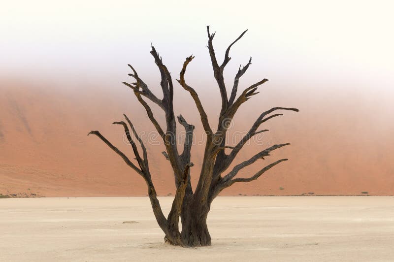 Tree Skeletons, Deadvlei, Namibia Stock Image - Image of oasis ...