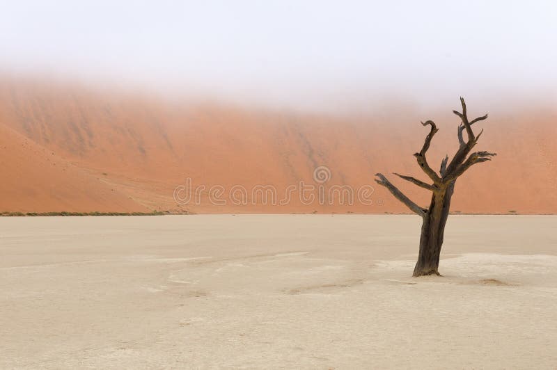 Tree Skeletons, Deadvlei, Namibia Stock Image - Image of oasis ...