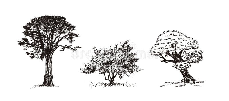 Three Trees Vector Illustration. Stock Vector - Illustration of graphic ...