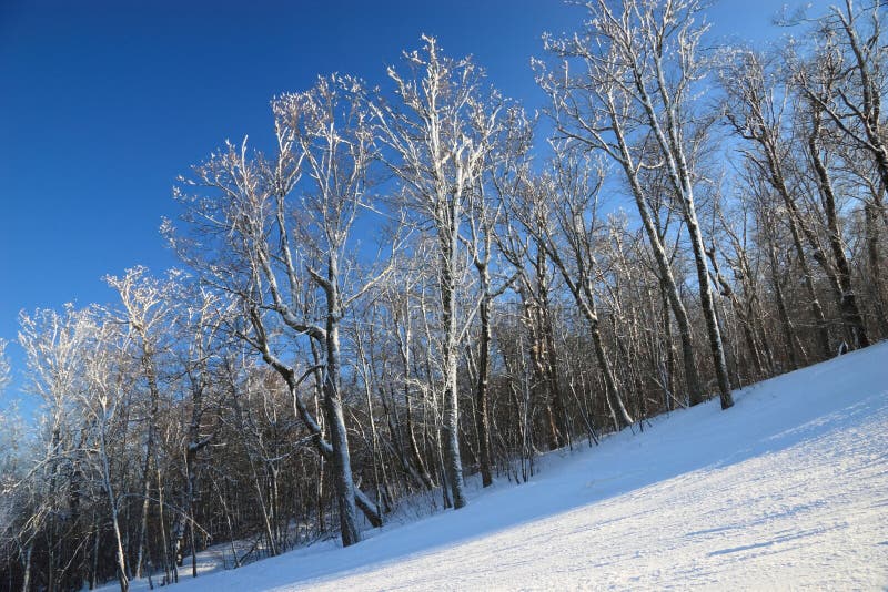 Tree on Ski Slope stock photo. Image of winter, white - 12781030