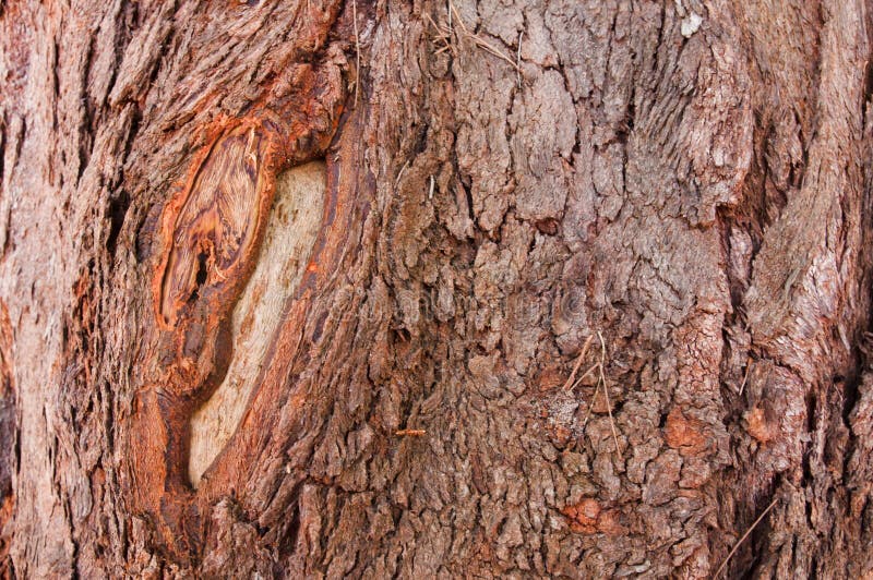 Tree Skin stock image. Image of crack, abstract, texture - 21518983