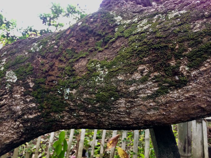 Tree stock photo. Image of mosa, home, skin, green, tree - 241544256