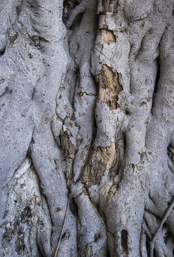 Tree skin background stock photo. Image of grass, bark - 99743120