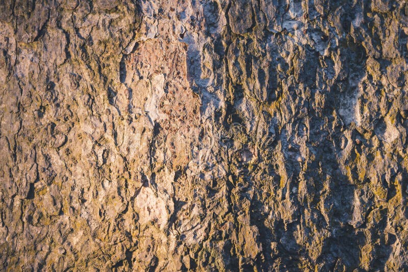 Tree Skin Close-up . Brown Bark Stock Image - Image of branches ...