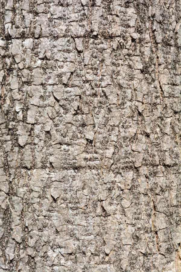 Tree skin stock photo. Image of pattern, square, textured - 102685284