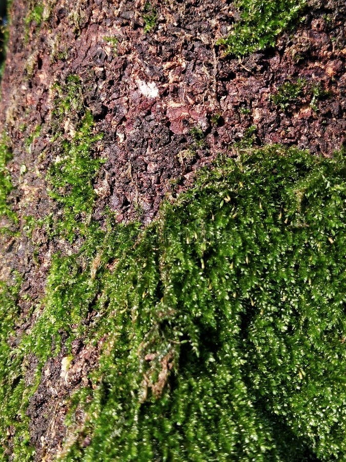 Tree Skin Covered by Entodon Green Moss Stock Image - Image of rock ...