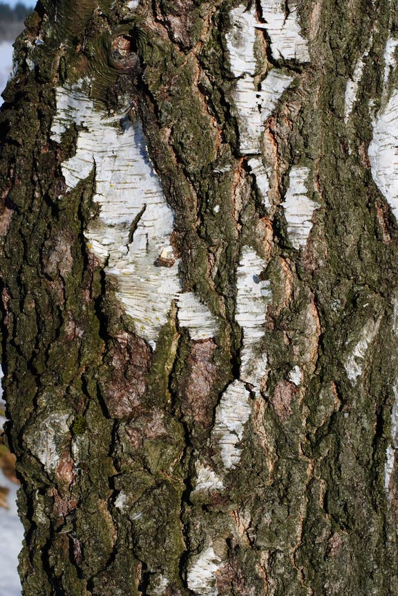 Tree skin detail stock image. Image of birch, texture - 33184915