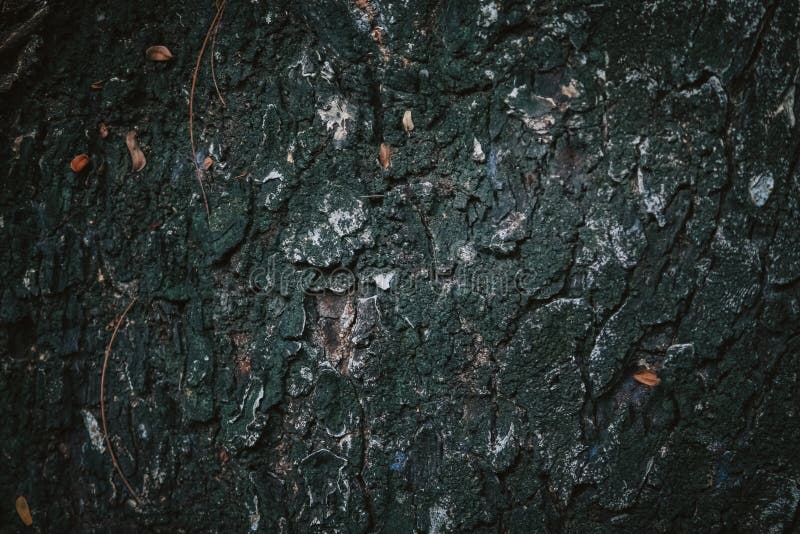 Tree skin stock image. Image of tree, closeup, plywood - 102158855