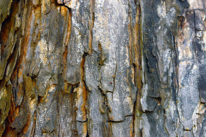 Tree Skin stock photo. Image of depth, field, crack - 101682438