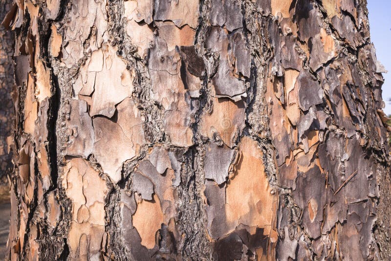 Tree Skin Bark Detail stock image. Image of rough, color - 57434125