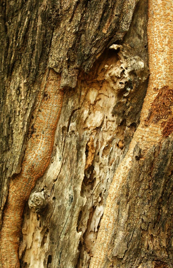 Tree Skin Close-up . Brown Bark Stock Image - Image of branches ...